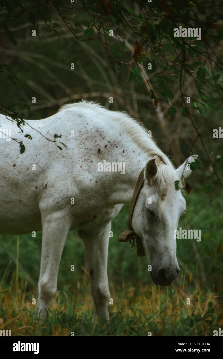 A vertical closeup of a white mule with black spots in the forest ...