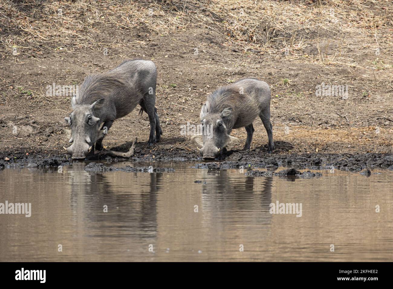 Warthog at riverbank hi-res stock photography and images - Alamy