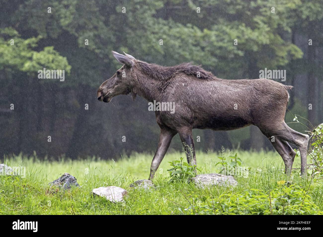 Elks moving hi-res stock photography and images - Alamy
