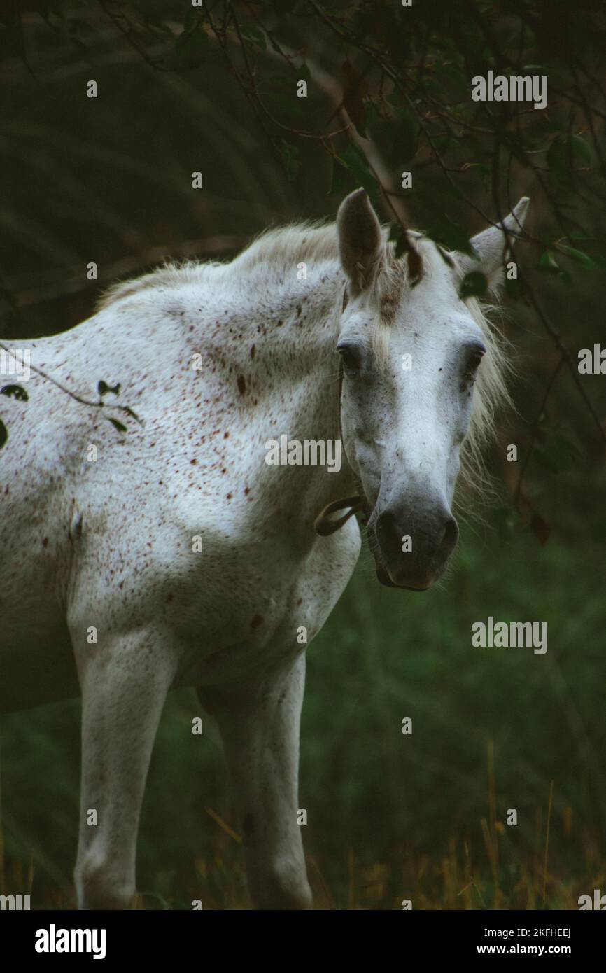 A vertical closeup of a white mule with black spots in the forest ...