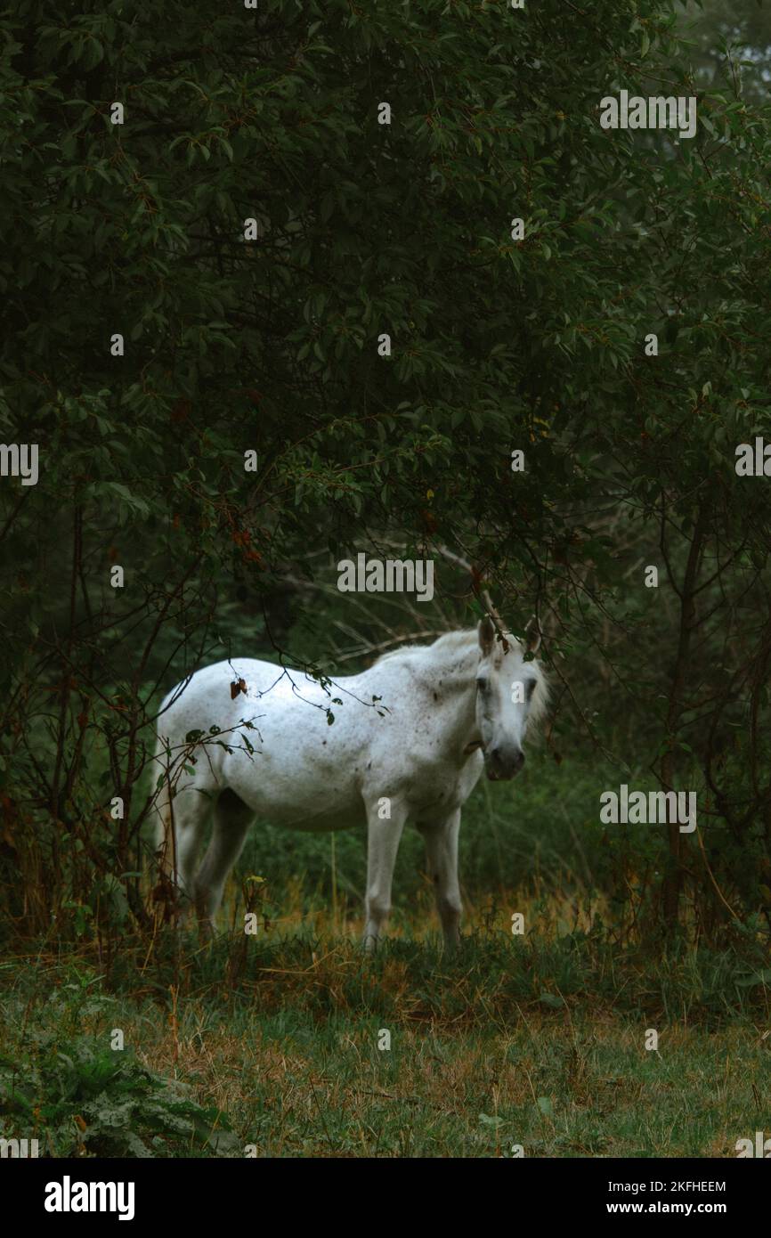 A vertical of a white mule with black spots in the forest, grass around ...