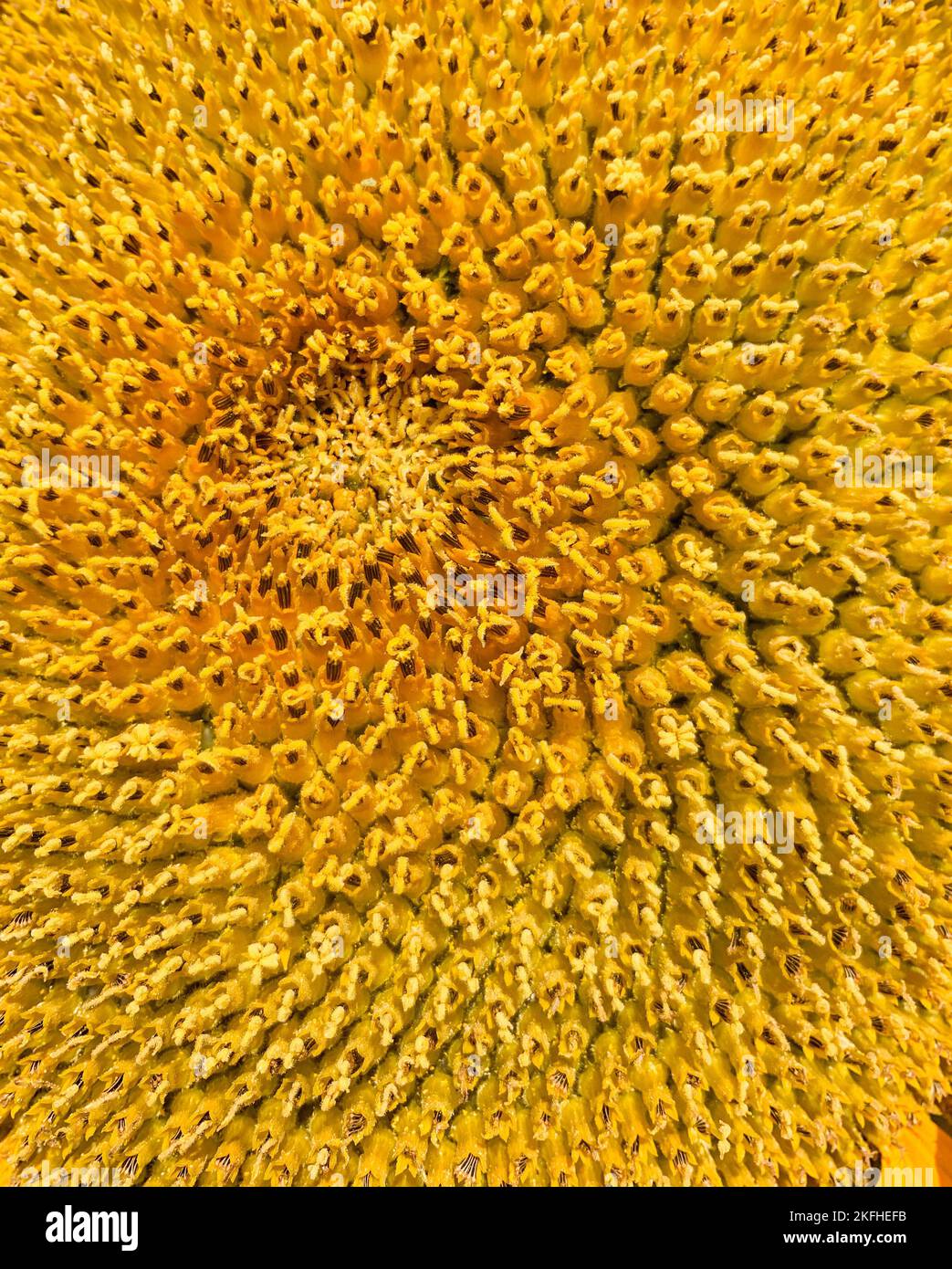 A vertical closeup of sunflower yellow pollen texture Stock Photo - Alamy