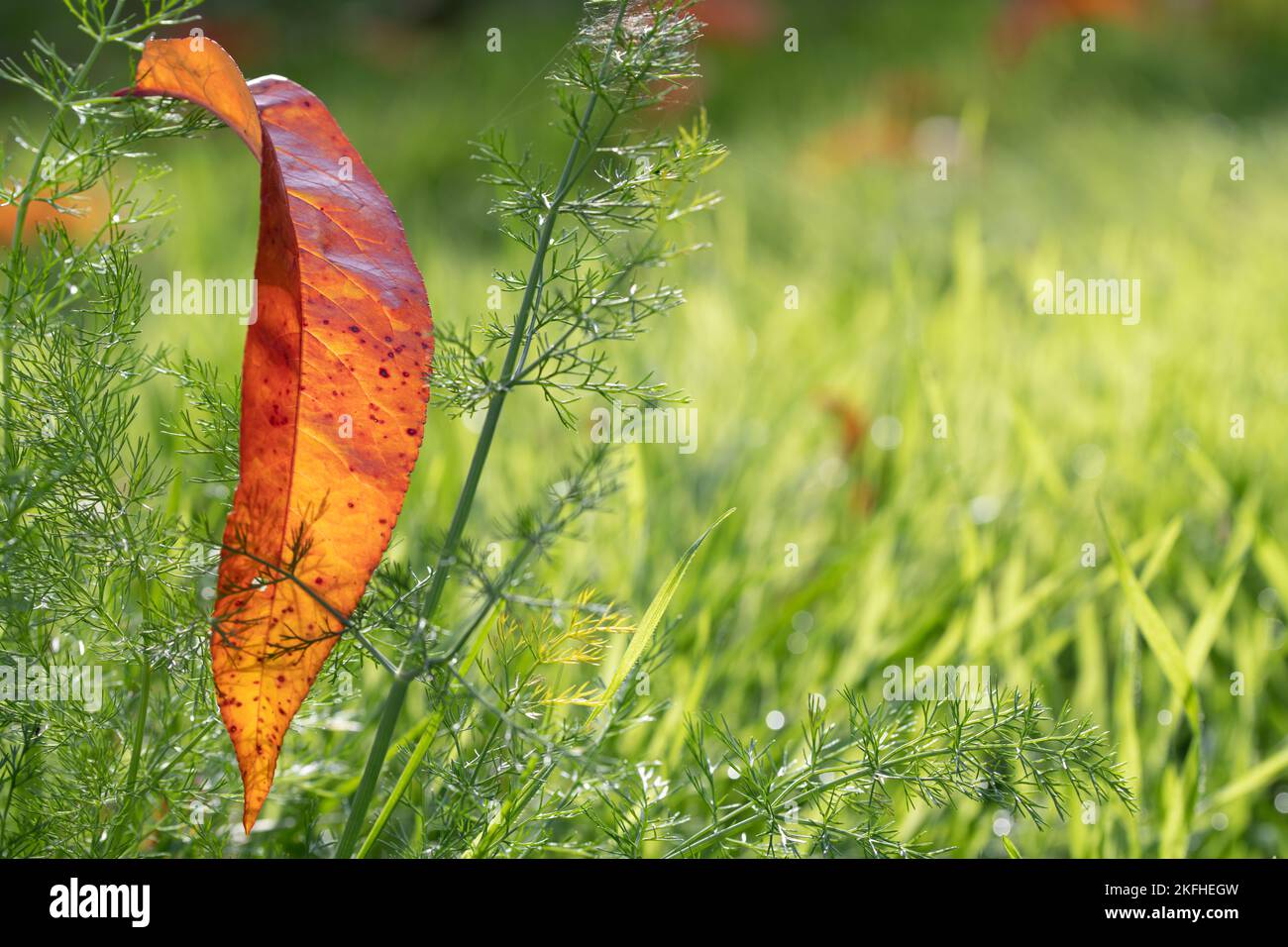 A red colored leaf from the peach tree got caught in the branches of ...