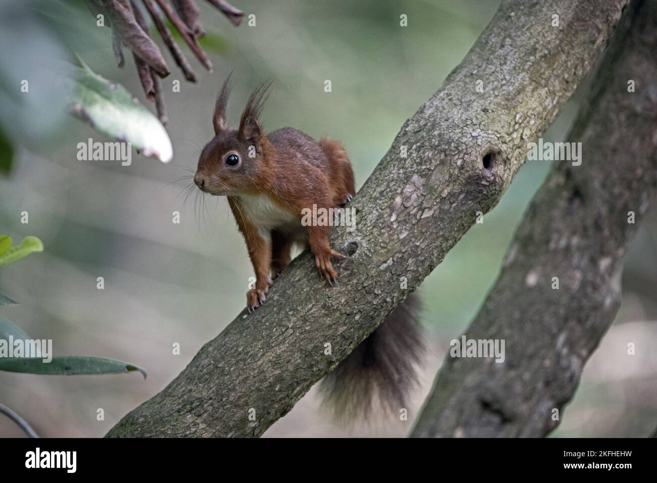 Rodents animals mammal mammals climbing branch hi-res stock photography ...