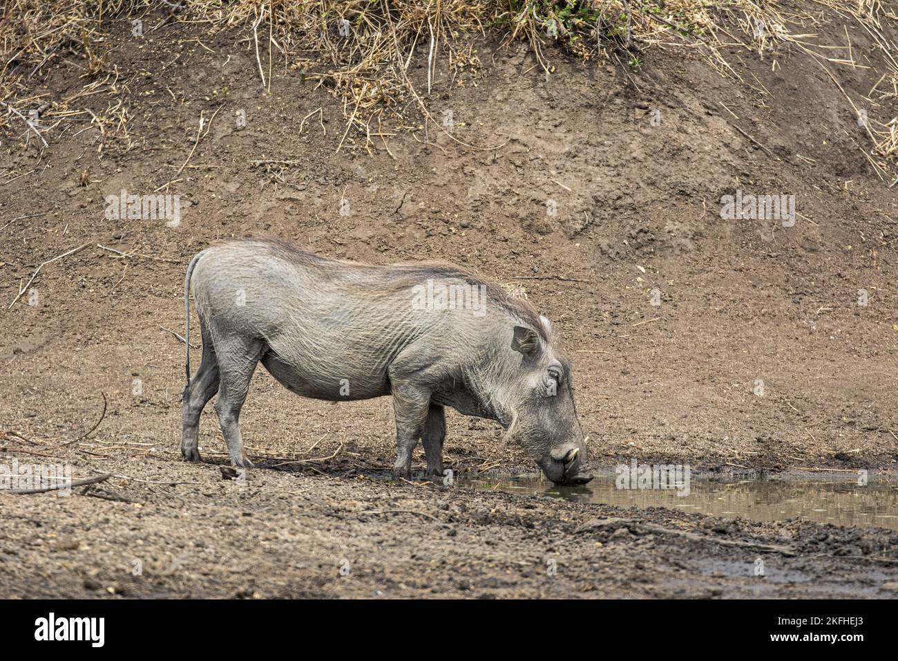 Warthog at riverbank hi-res stock photography and images - Alamy