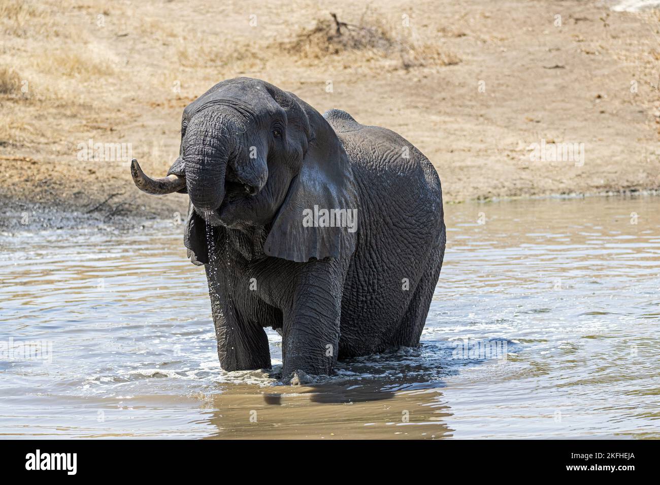 One elephant bathing drinking hi-res stock photography and images - Alamy
