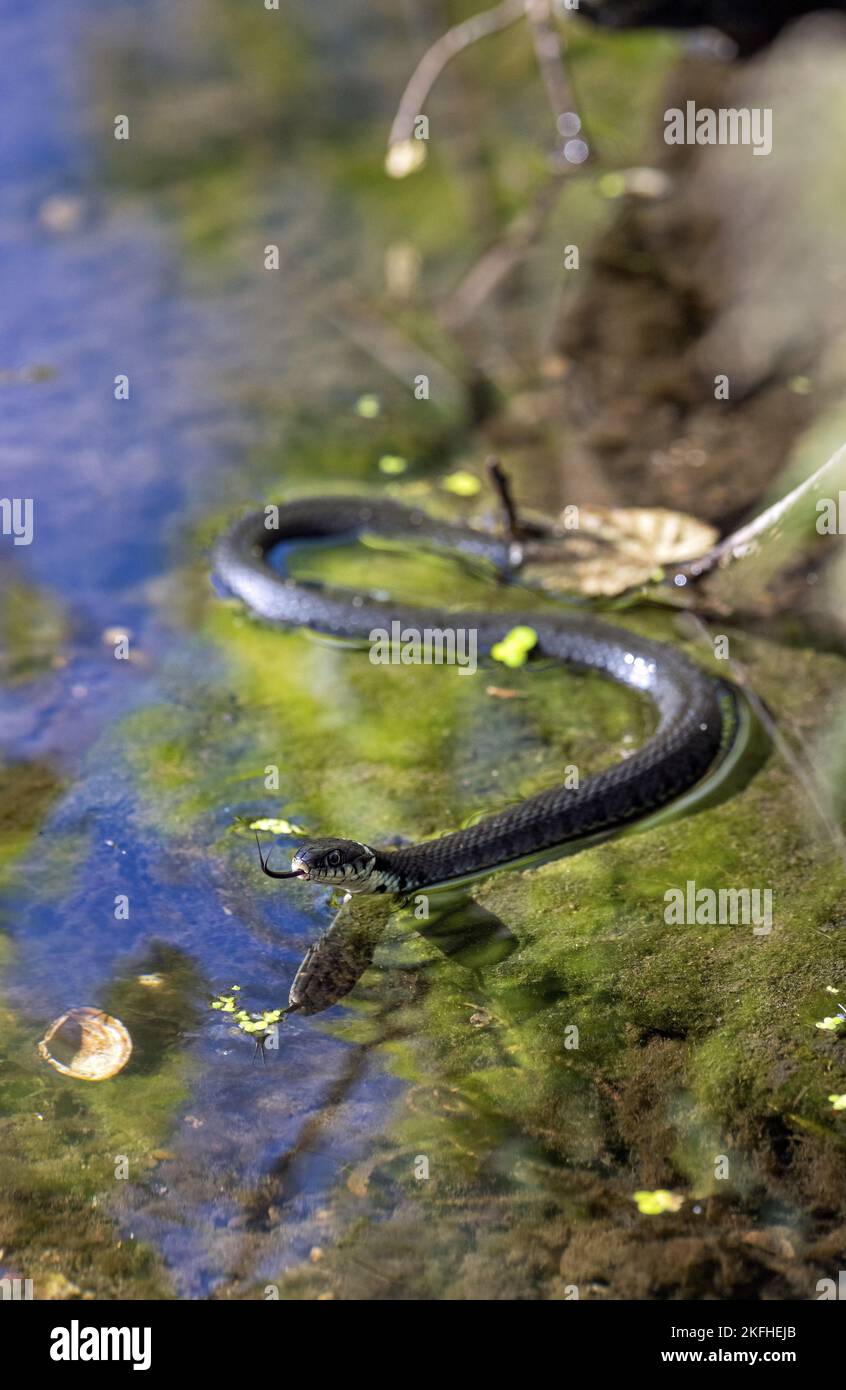 Tongue darting snake hi-res stock photography and images - Alamy