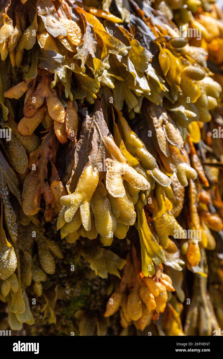 A full frame photograph of seaweed at Yaverland Beach, Sandown, on the ...
