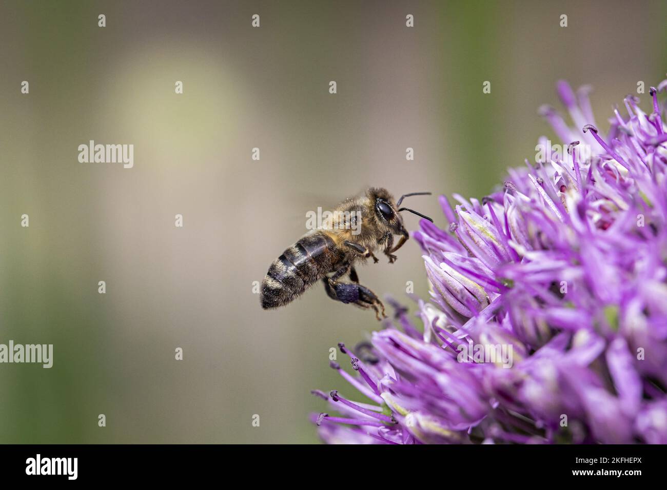 flying Honey Bee Stock Photo - Alamy