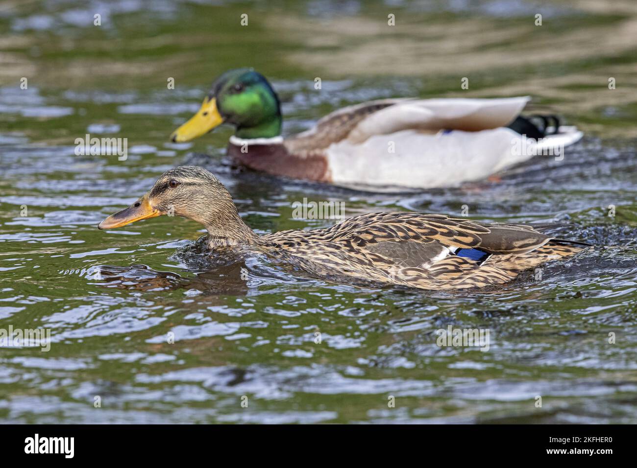 Two male mallards swim hi-res stock photography and images - Alamy