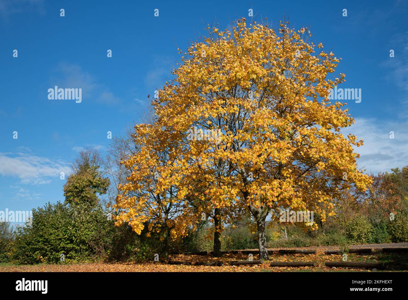 A large yellow deciduous tree is brightly colored in autumn. The sky is ...