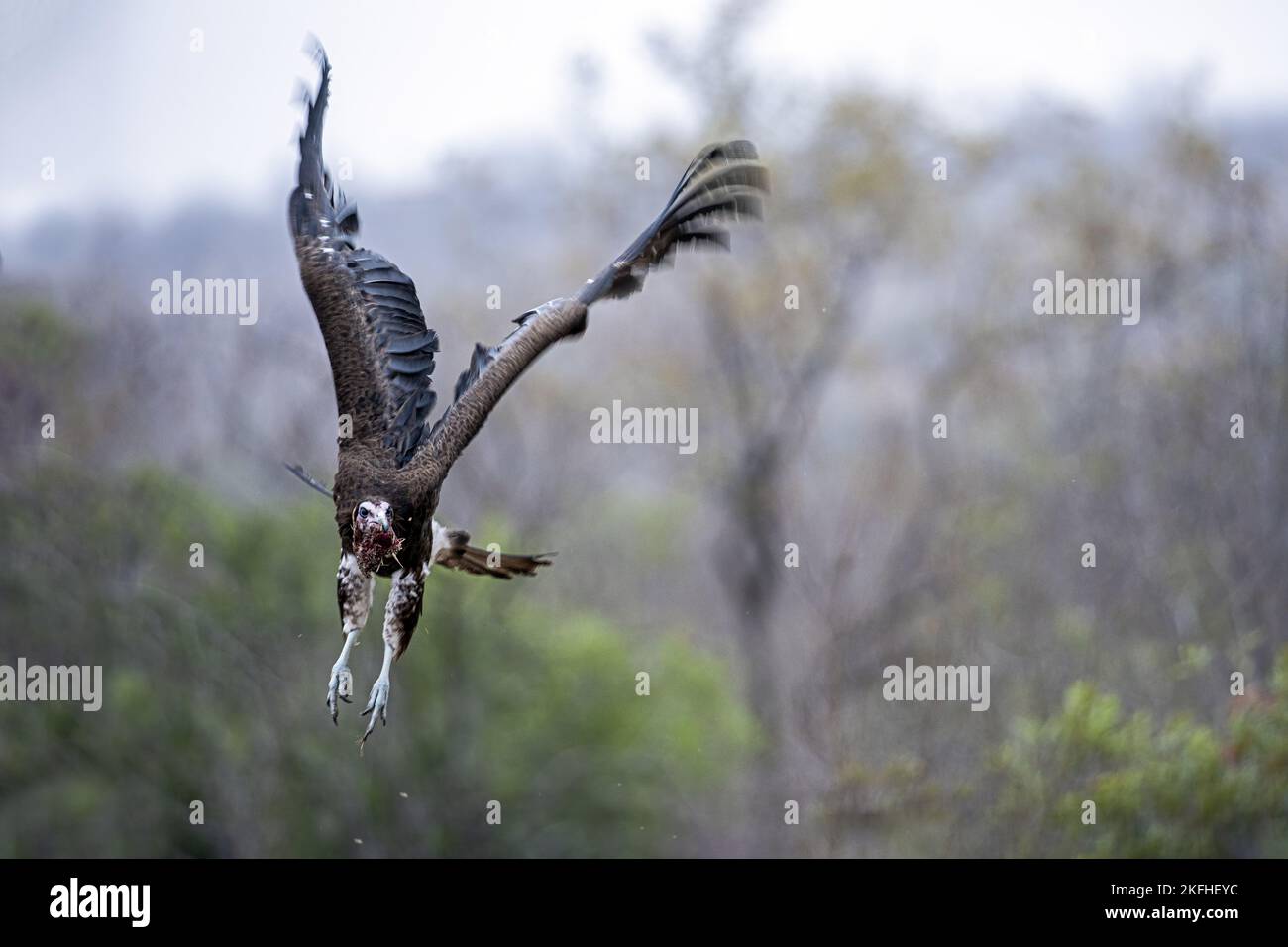 flying Lappet-faced Vulture Stock Photo - Alamy