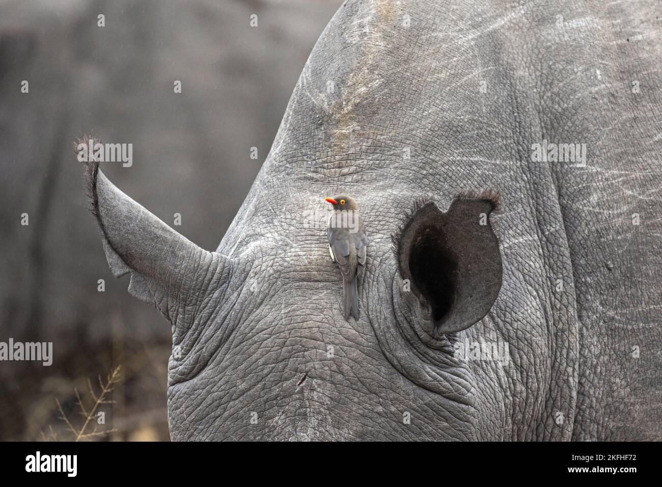 Oxpeckers back rhino hi-res stock photography and images - Alamy