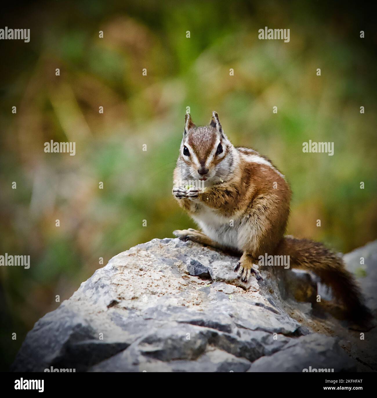 Beautiful shot cute chipmunk hi-res stock photography and images - Alamy