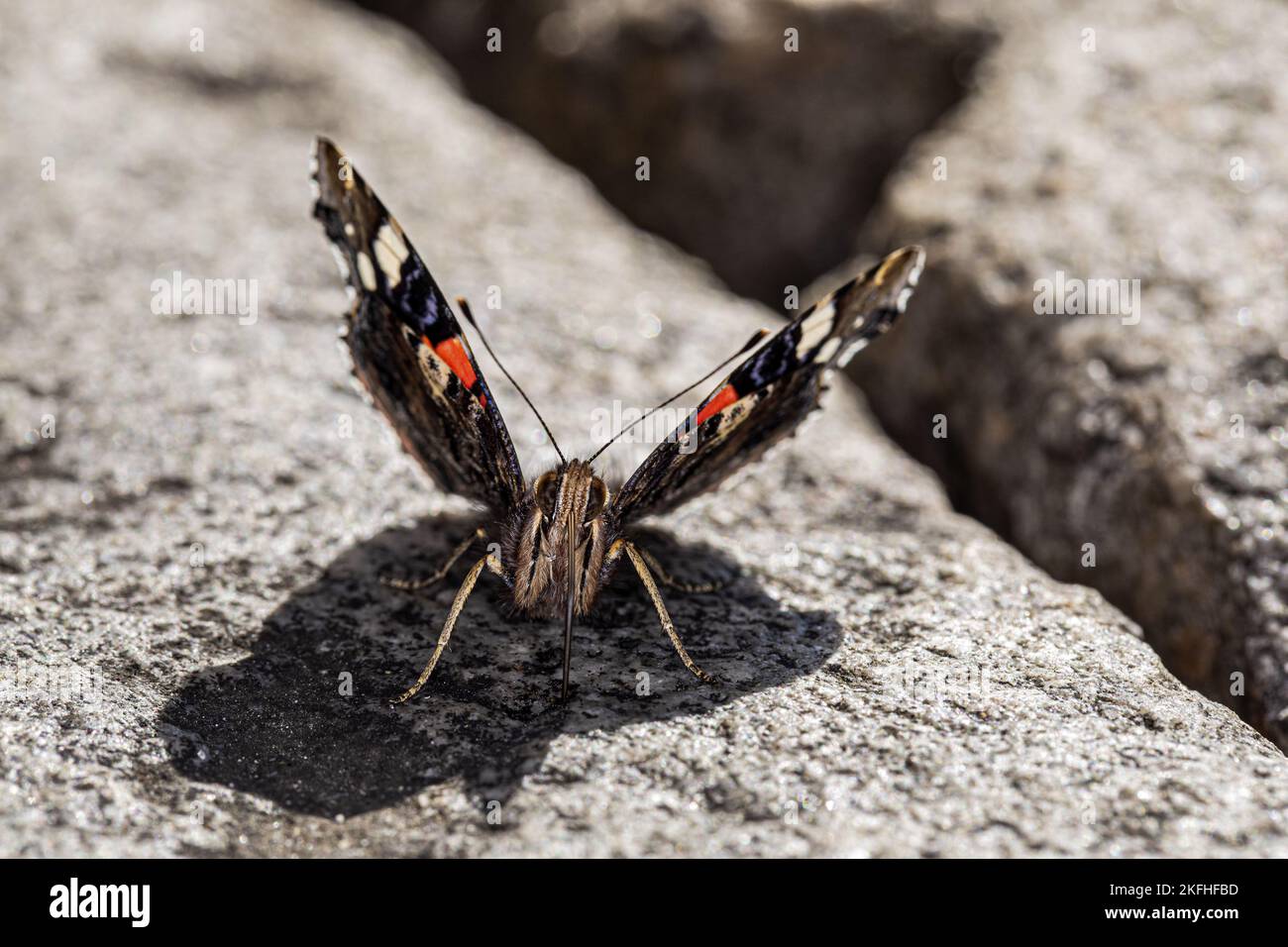 Red admiral stones hi-res stock photography and images - Alamy