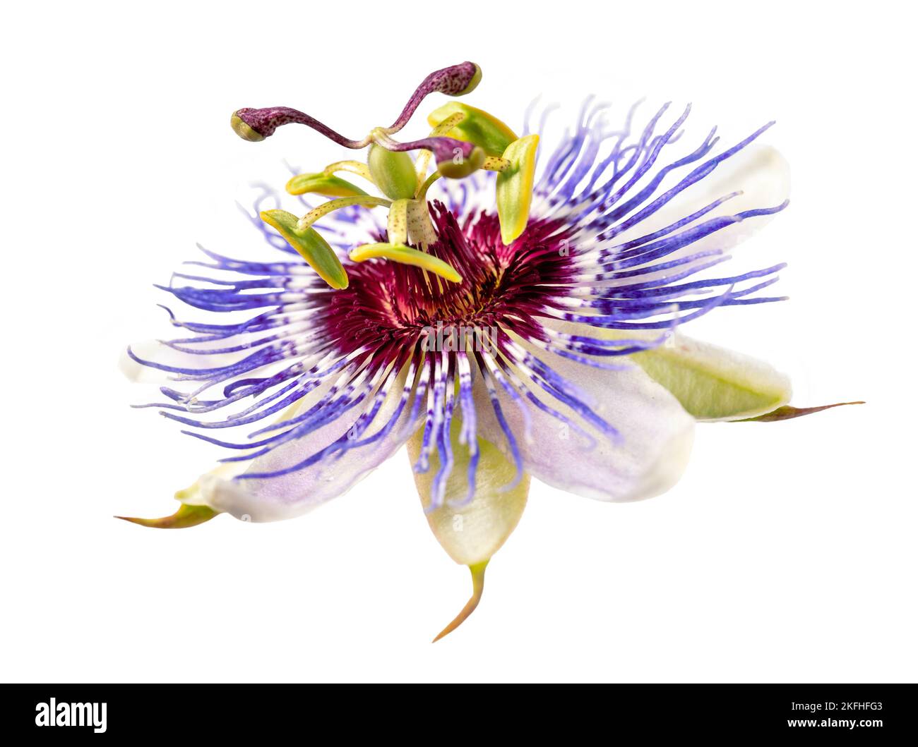Passiflora caerulea passion flower isolated on white background Stock ...