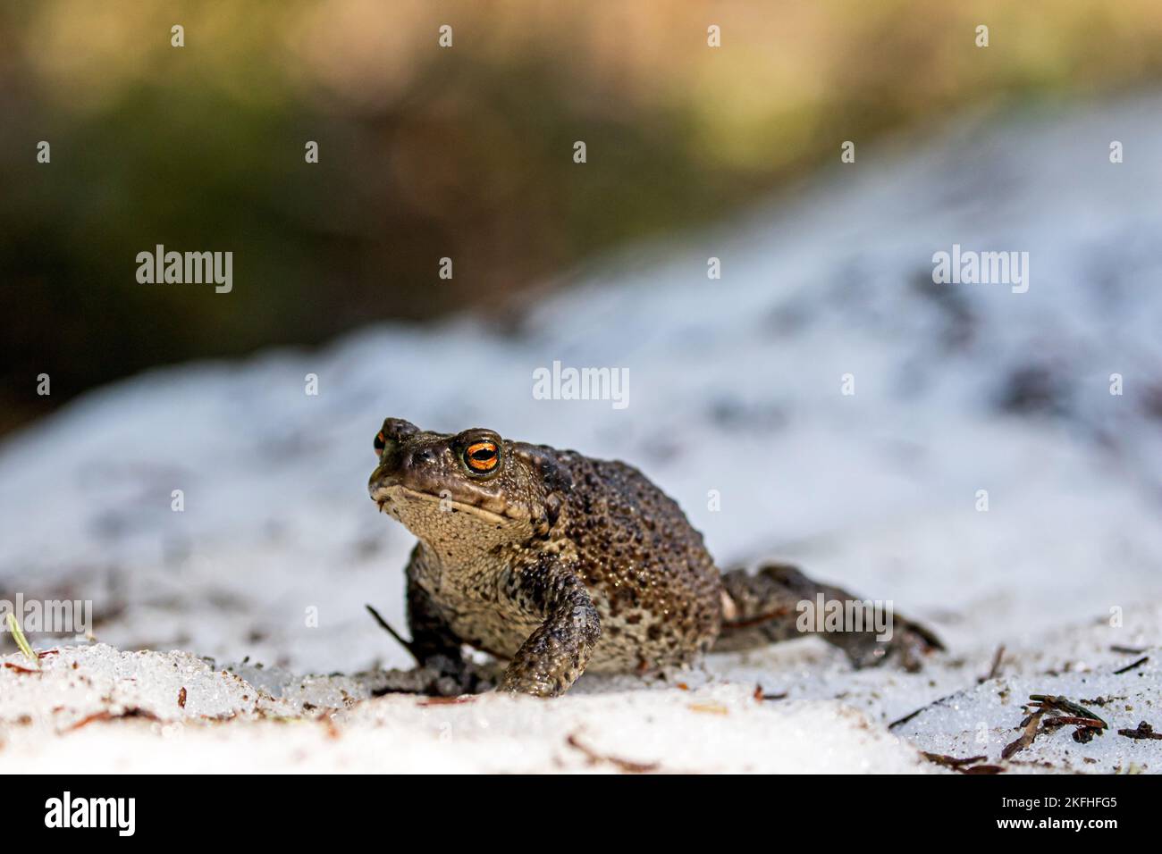 Amphibians toad snow hi-res stock photography and images - Alamy