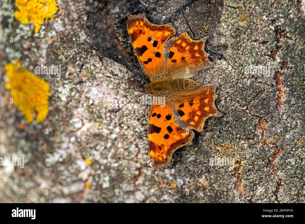 Commas butterfly hi-res stock photography and images - Alamy