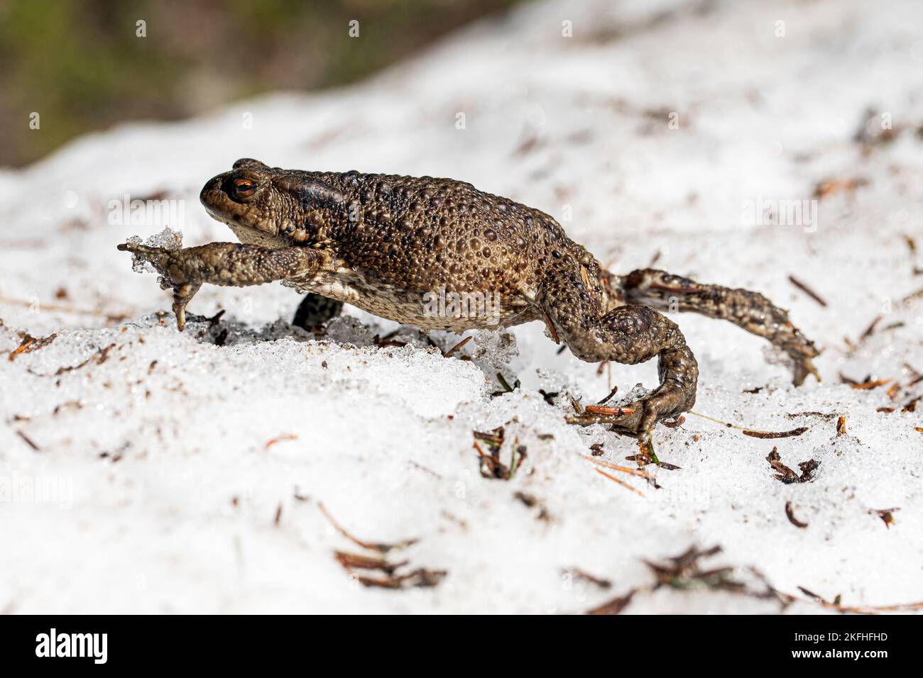 Walking common toads hi-res stock photography and images - Alamy
