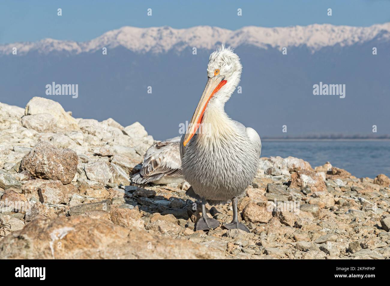Pelican frontal hi-res stock photography and images - Alamy