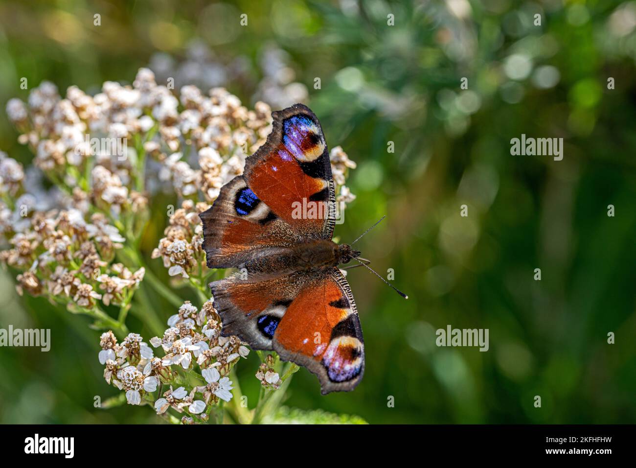 Landscape format peacock butterfly hi-res stock photography and images ...