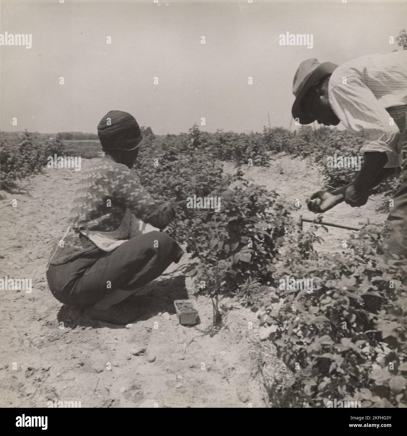 Berry pickers. Southern New Jersey. These pickers are Negroes brought ...