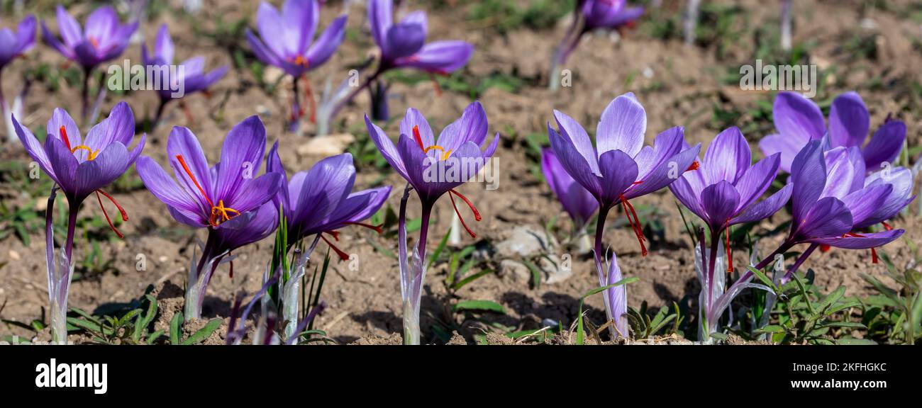 Crocus fields hi-res stock photography and images - Alamy