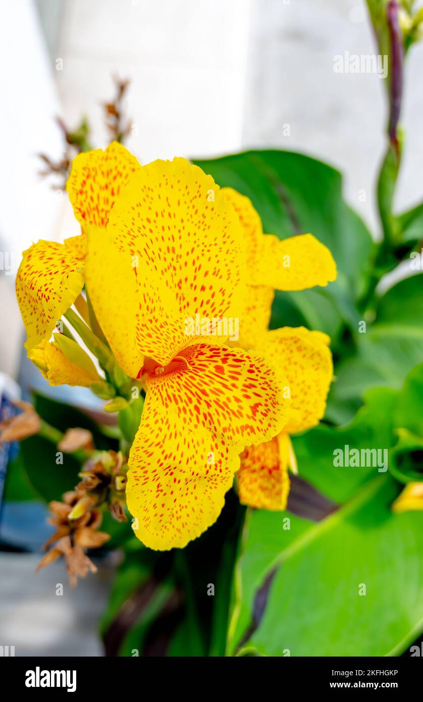 A vertical shot of blooming yellow canna lilies with red spots in a ...