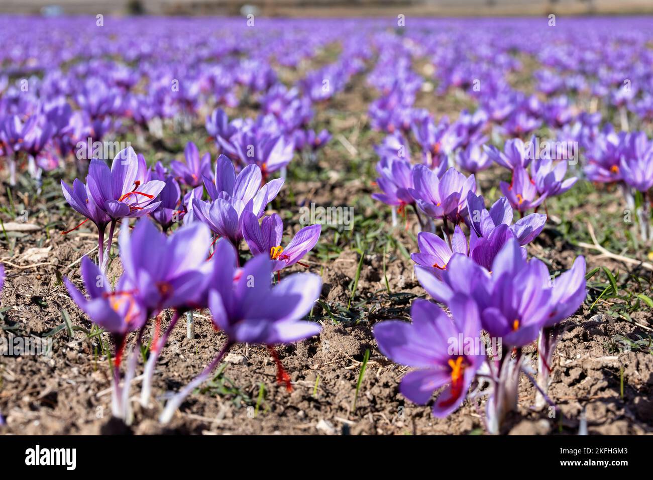 Beautiful fields of violet saffron flowers. Crocus sativus blossoming ...