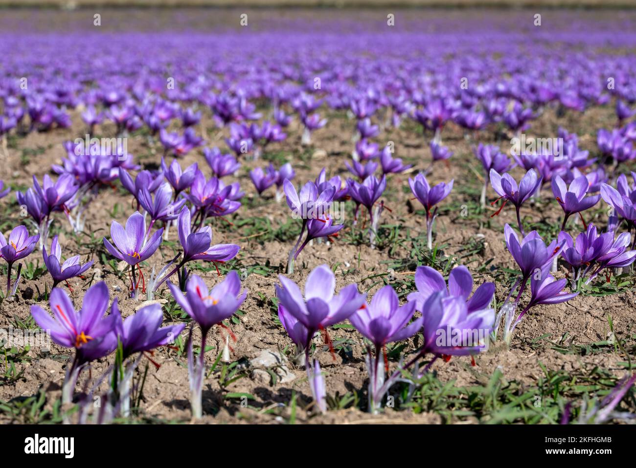 Beautiful fields of violet saffron flowers. Crocus sativus blossoming ...