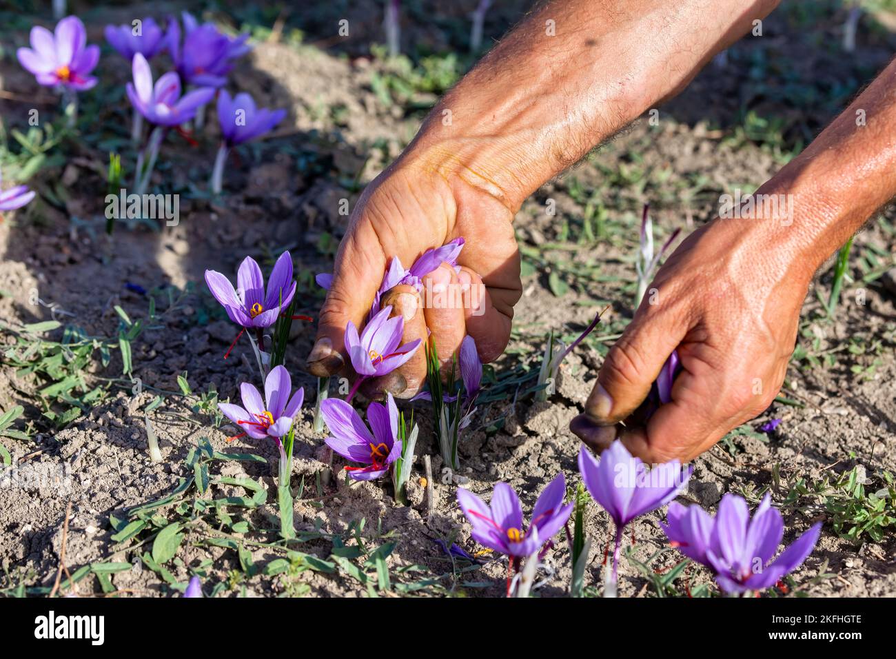 Saffron field hi-res stock photography and images - Alamy