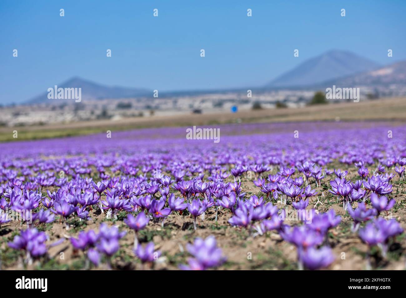 Saffron harvest hi-res stock photography and images - Alamy