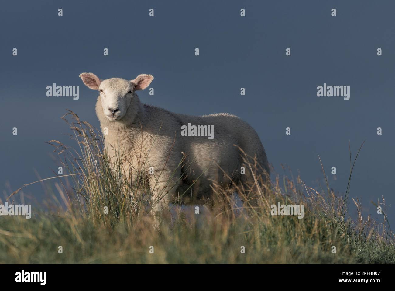 Single sheep with big pink ears in the long grass, looking at the ...