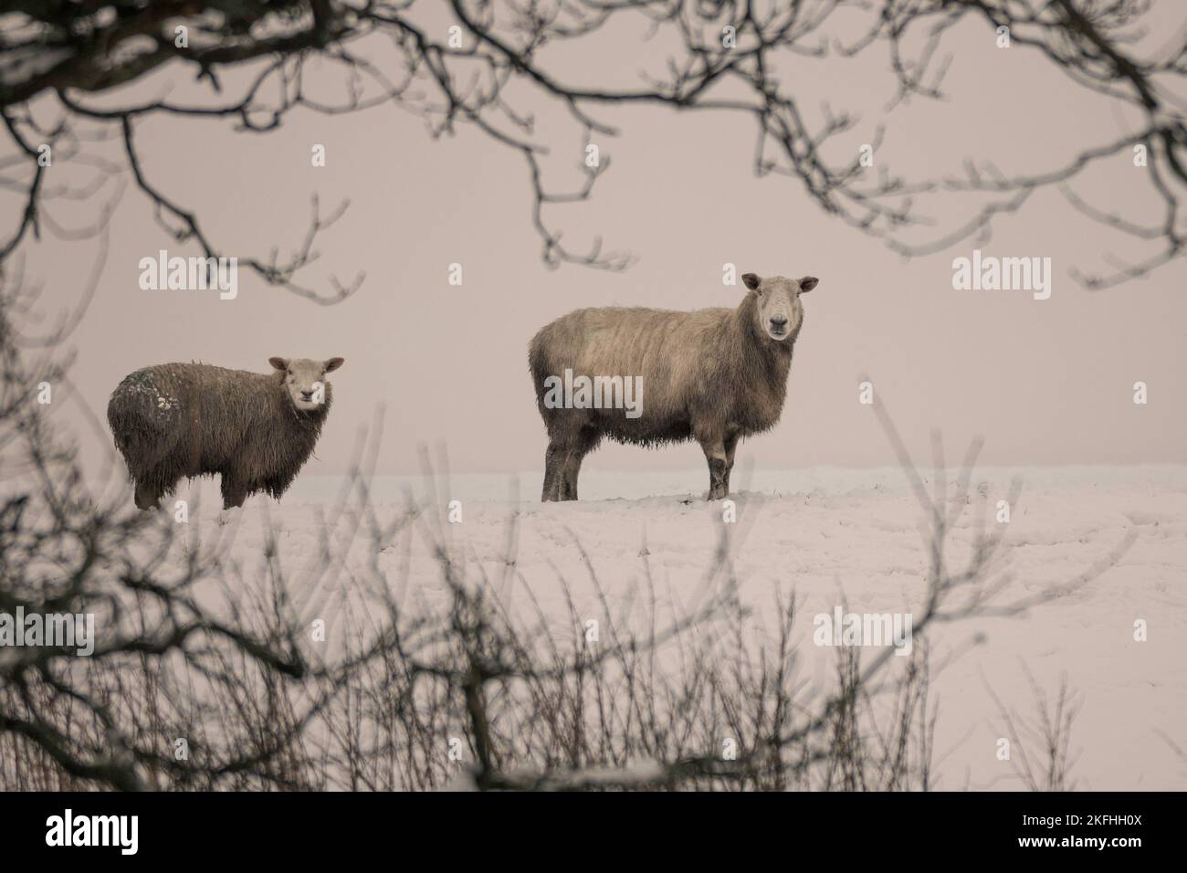 Sheep in the snow looking at the camera. Cold winters scene with ...