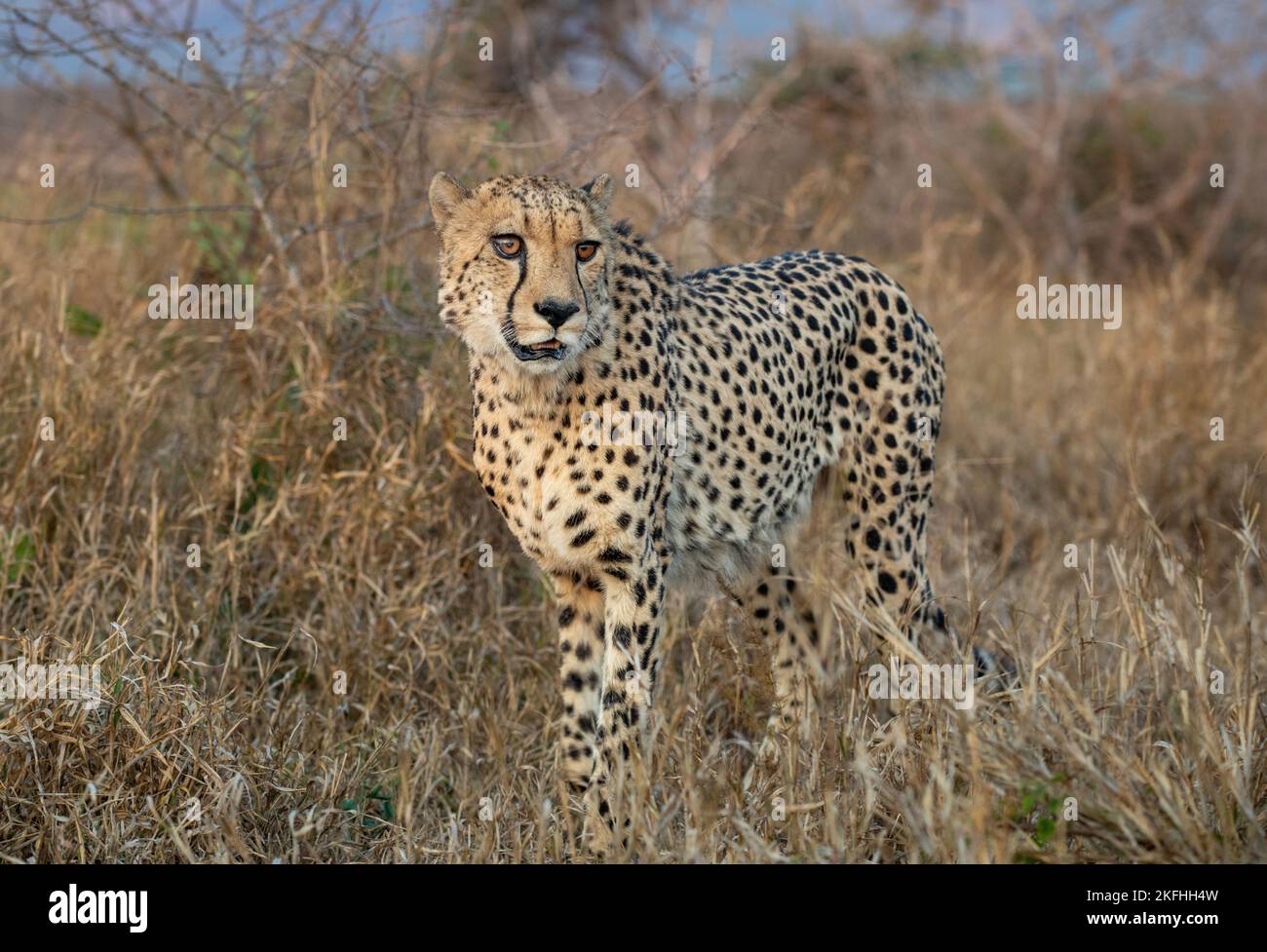 A cheetah moving through the bush in South Africa Stock Photo - Alamy