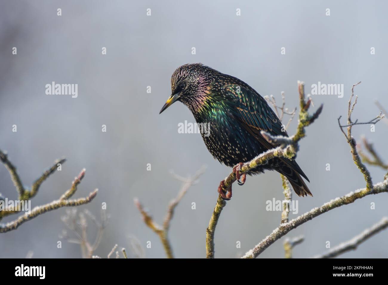 Stunning common starling with amazing iridescent colours glowing in the ...