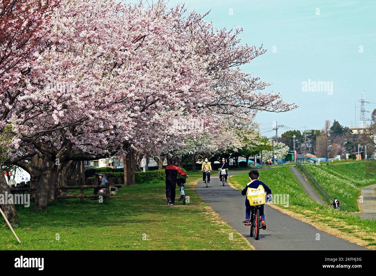 Scenery of Japan People enjoying cherry blossom viewing Stock Photo - Alamy