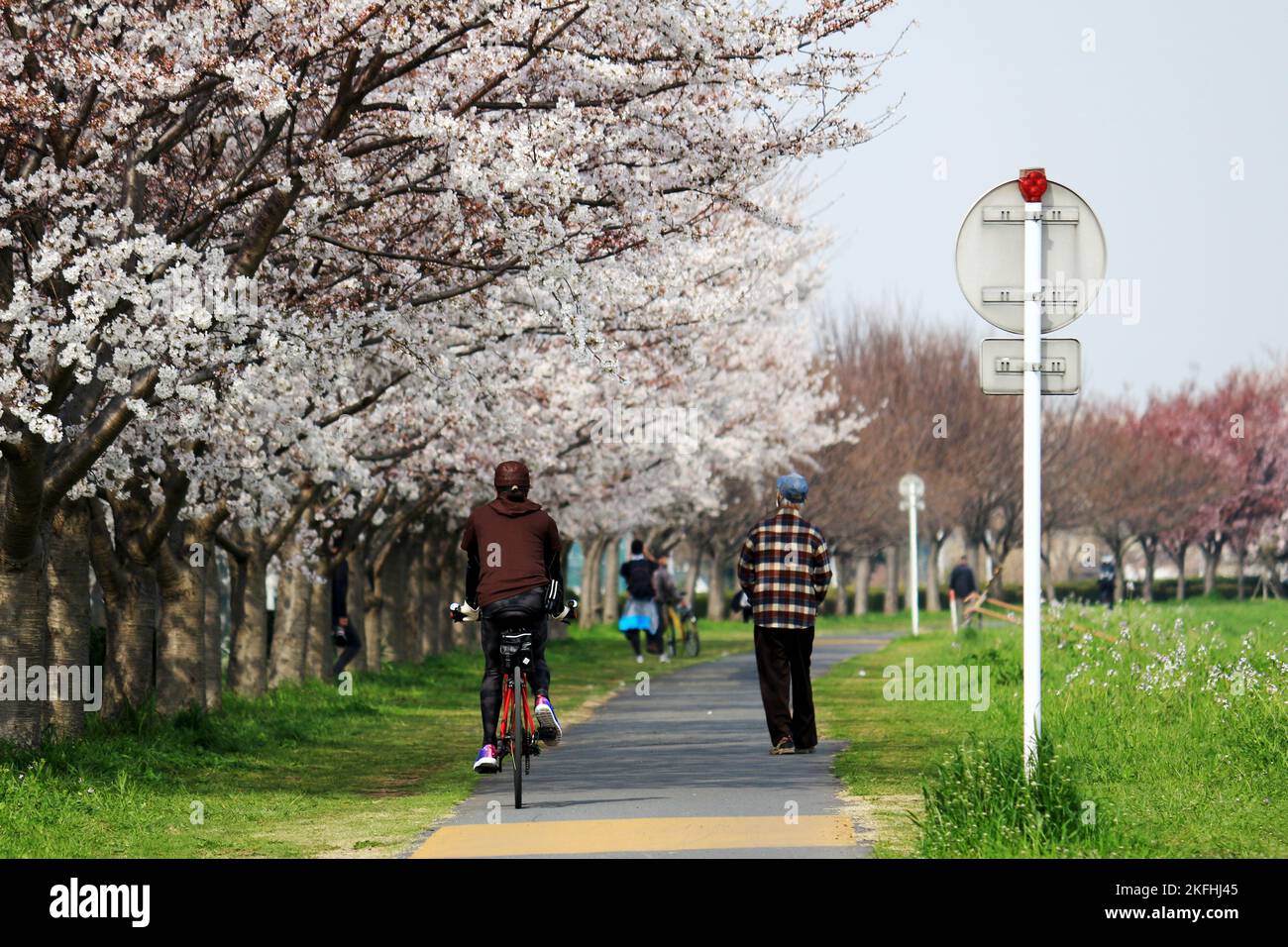 Scenery of Japan People enjoying cherry blossom viewing Stock Photo - Alamy
