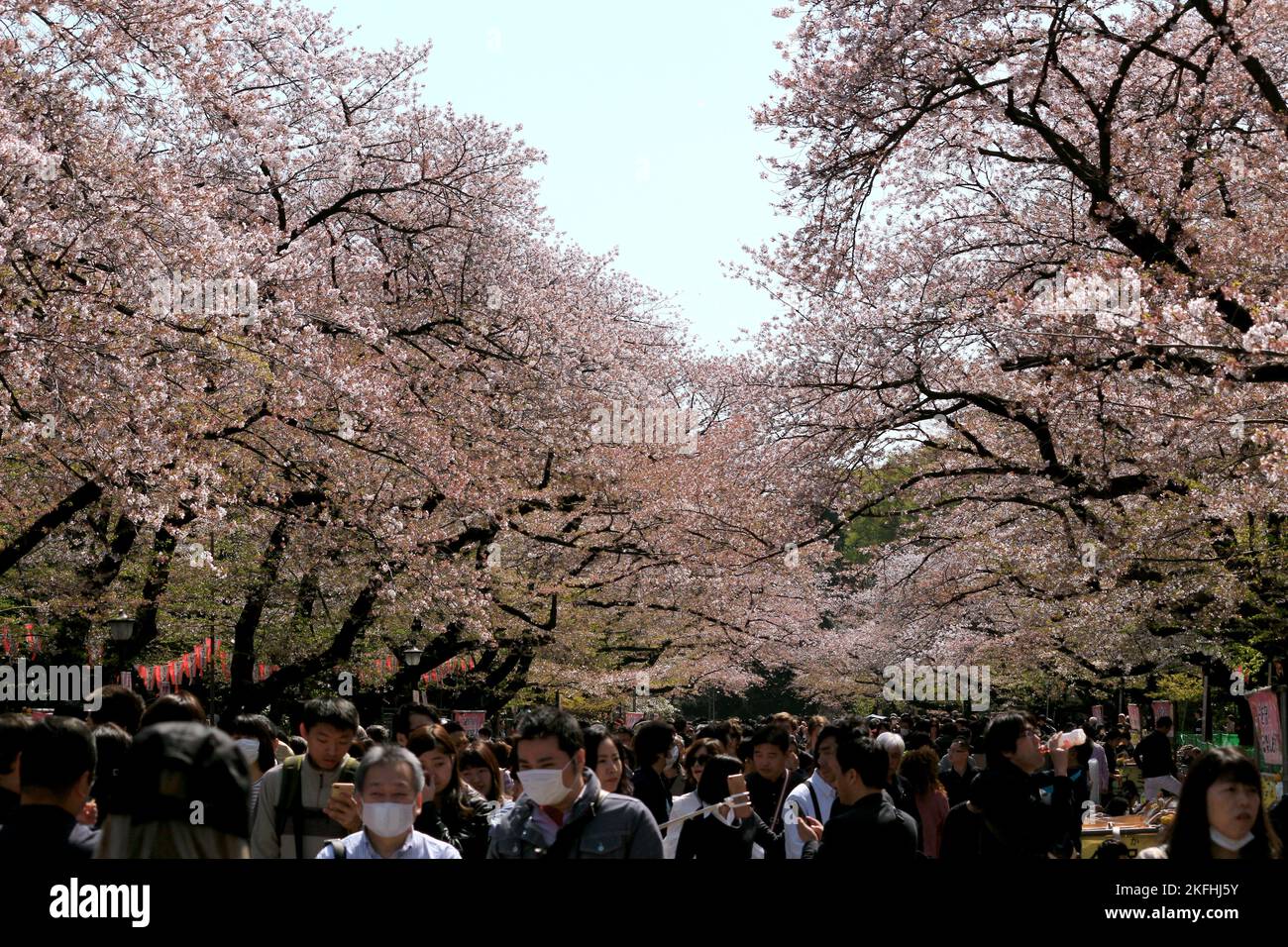 Scenery of Japan People enjoying cherry blossom viewing Stock Photo - Alamy