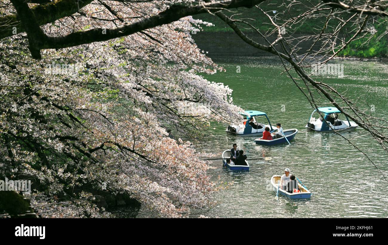 Scenery of Japan People enjoying cherry blossom viewing Stock Photo - Alamy
