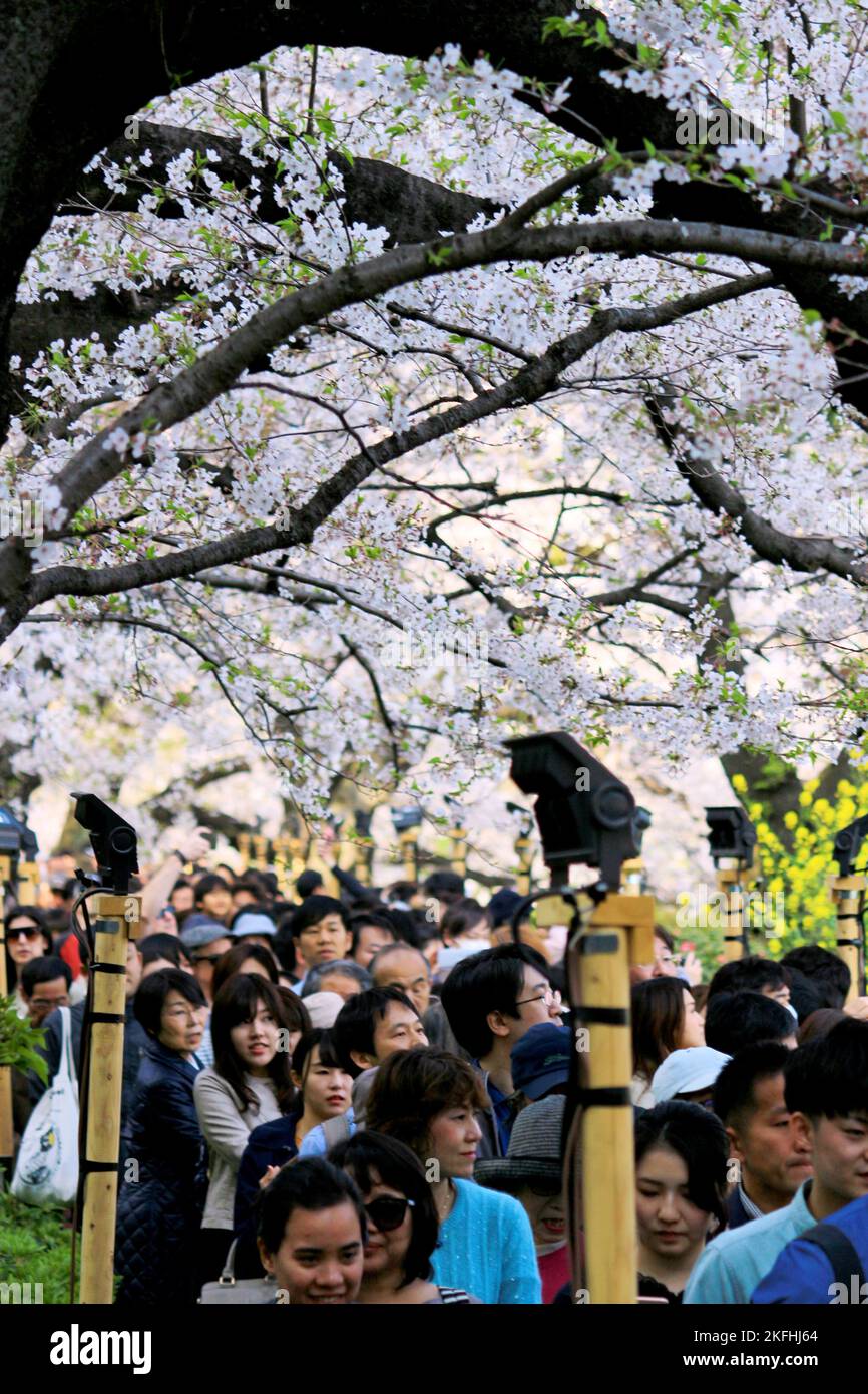 Avenue blossom cherry cherry hi-res stock photography and images - Alamy