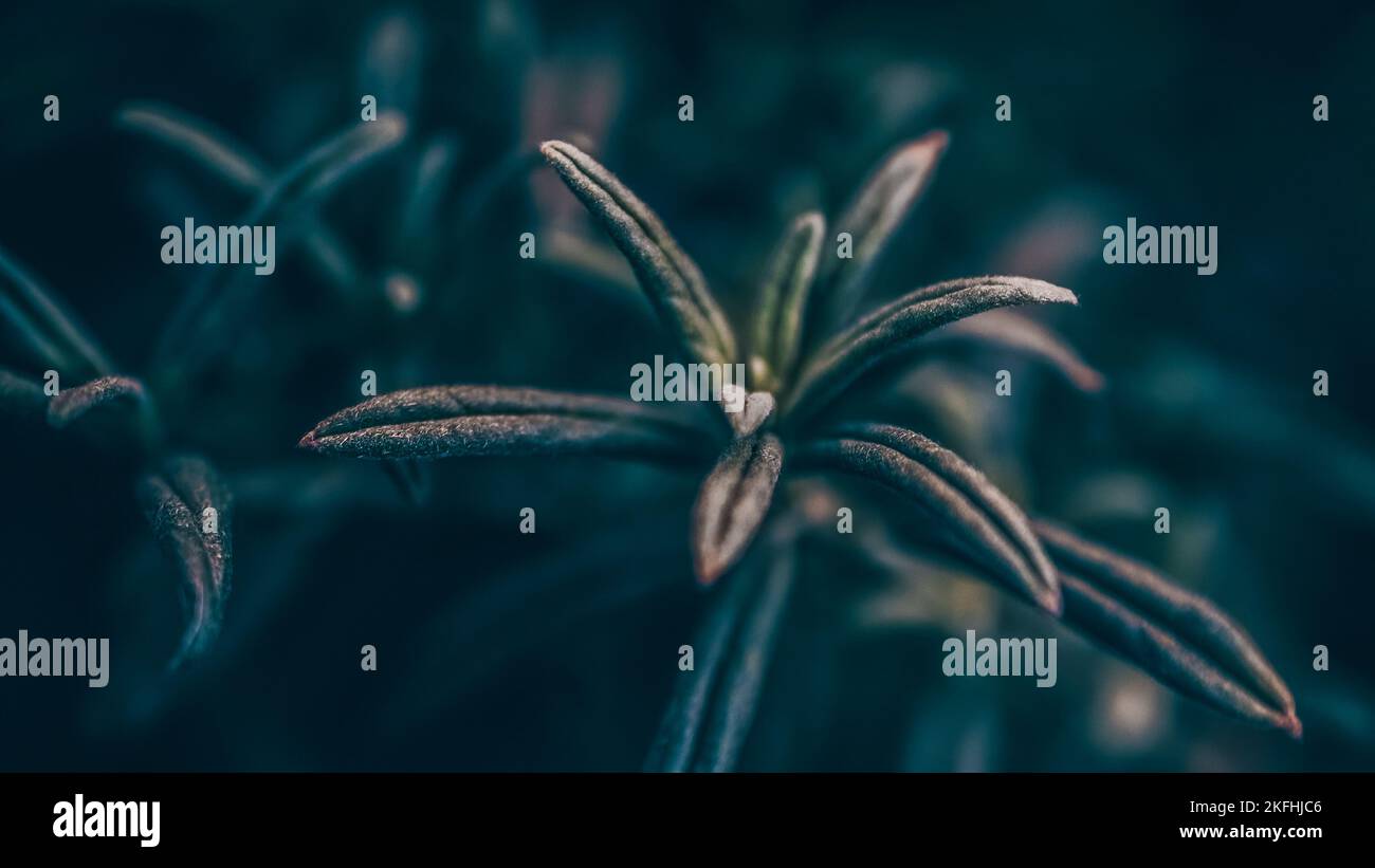 A simple natural concept. The plant was photographed from a macro ...