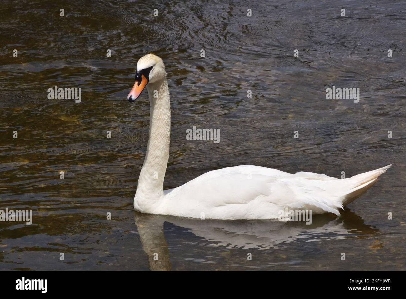 Mute swan on the River Stour, Bournemouth Stock Photo - Alamy
