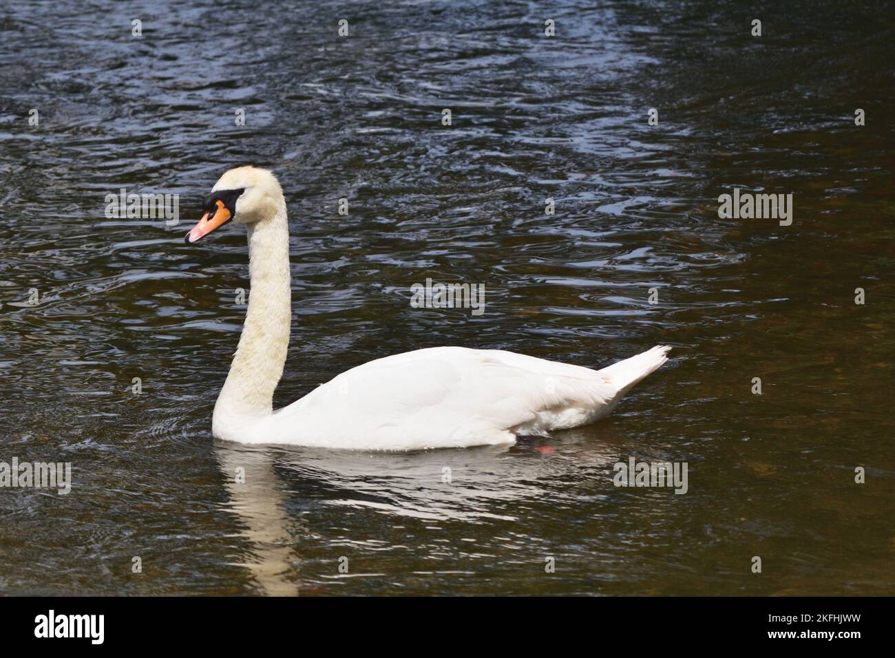 Mute swan on the River Stour, Bournemouth Stock Photo - Alamy