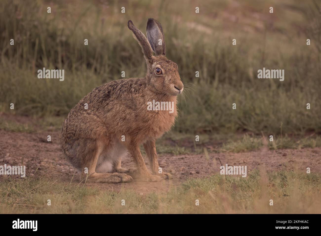 Brown hare sat in the long grass looking towards the camera. Latin name ...