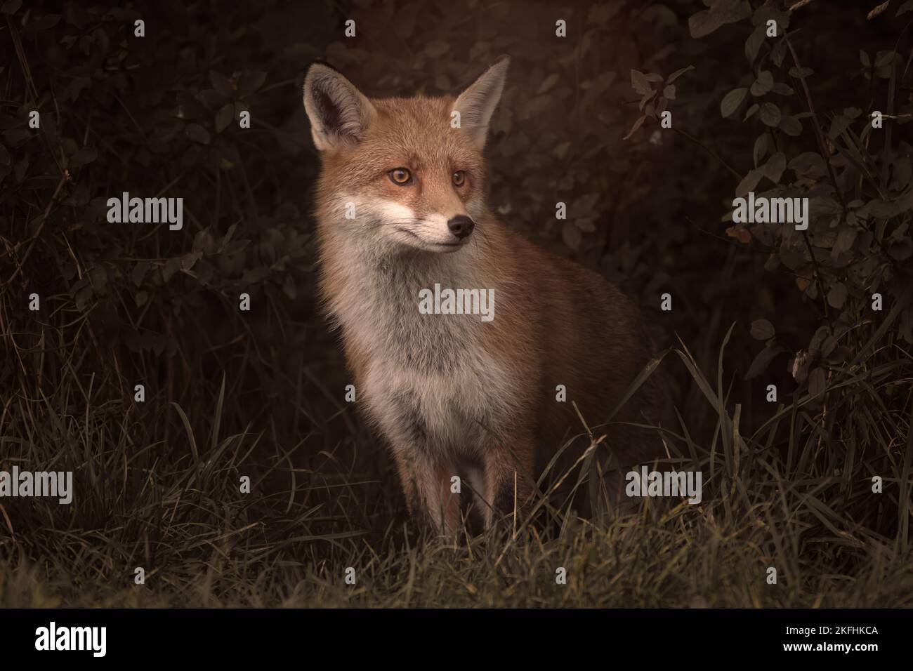 Urban red fox looking out from the shrubbery. Latin name Vulpes vulpes ...
