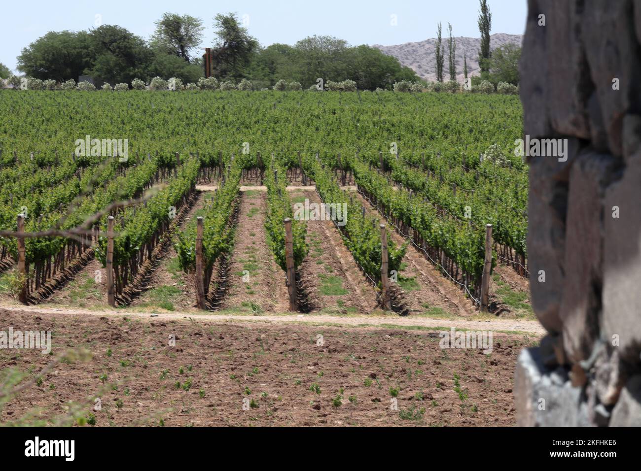 Wineyard rows at Angastaco, Argentina Stock Photo - Alamy