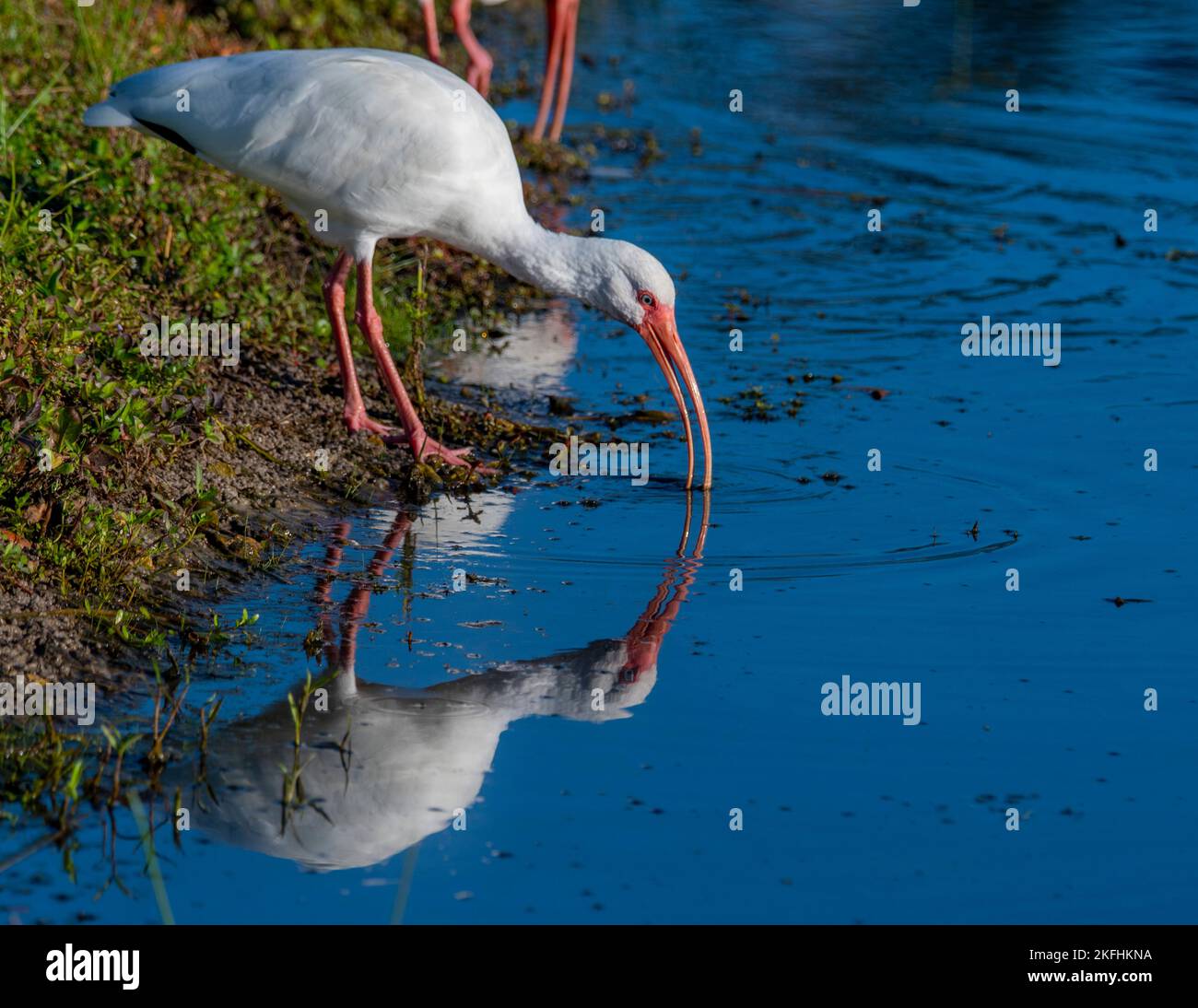 Ibis wetland bird standing in a swamp looking for food Stock Photo - Alamy