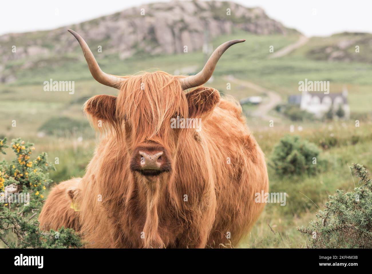Highland Cow looking at the camera. Mountains and farm house in the ...