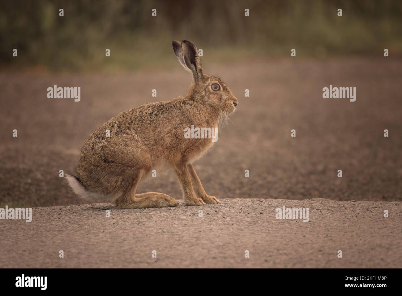 Brown hare sat on tarmac. Side view with blurred grass in the ...